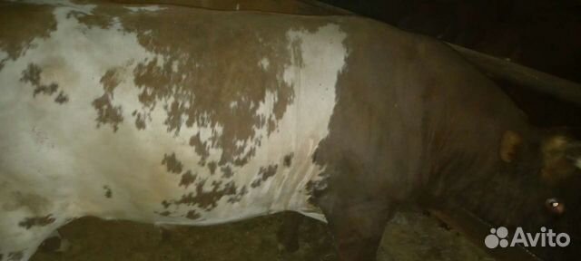 Бычки и быки на мясо