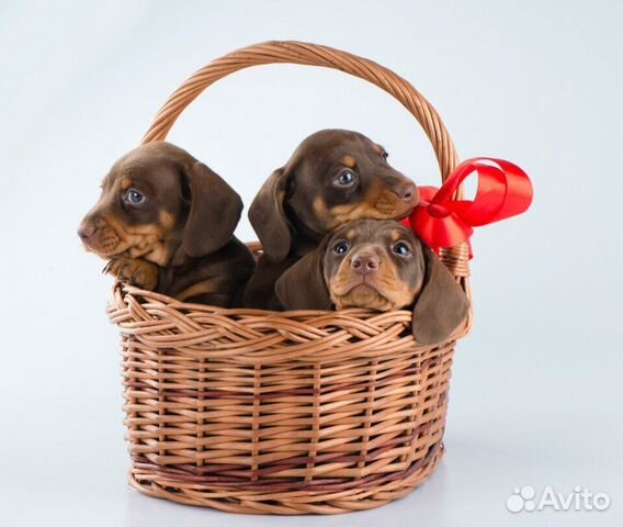 Шоколадные мальчишки