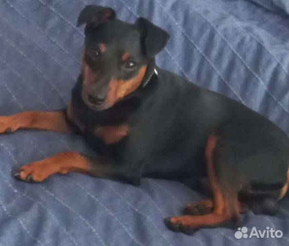 Цвергпинчер кобель