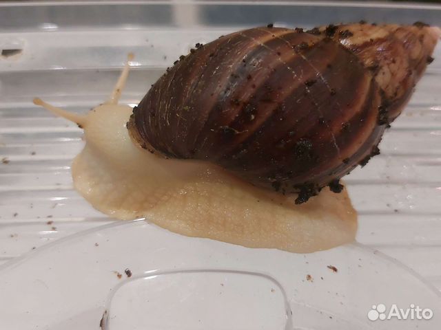 Улитка Ахетин