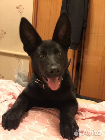 Немецкая овчарка