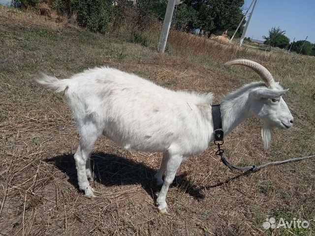 Коза с козочкой