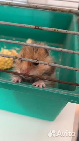 Хомяк Кэмпбелла (Русские карликовые)