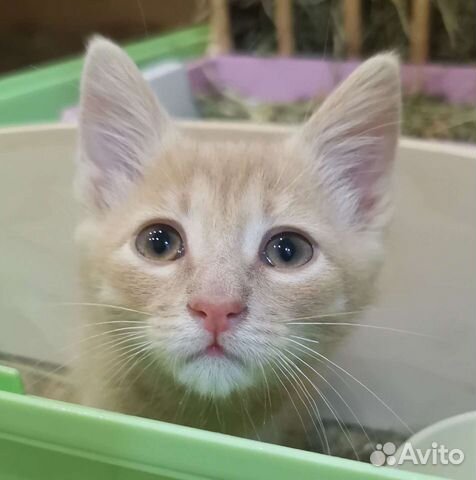 Рыжий котенок мальчик