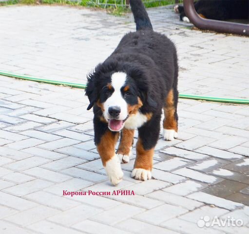 Бернский зенненхунд щенки