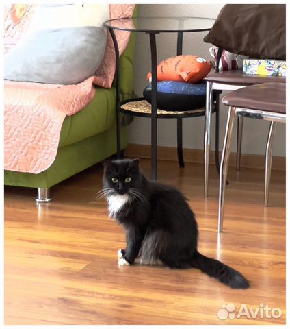 Кошка в дар бесплатно