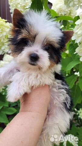 Мальчик биверенок