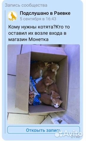 Котята могут погибнуть
