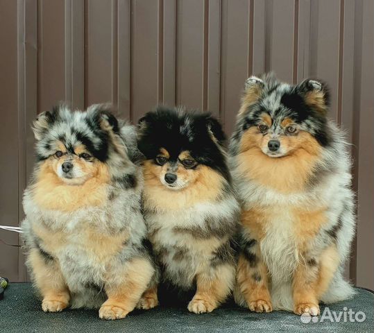 Шпицы редких и эксклюзивных окрасов