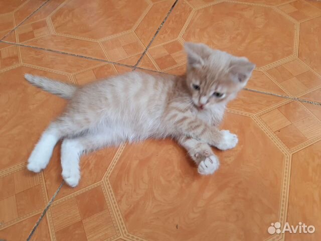 Котёнок 6 недель мальчик