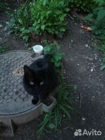 Кошка в дар