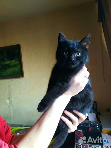 Черный котенок 3,5 мес