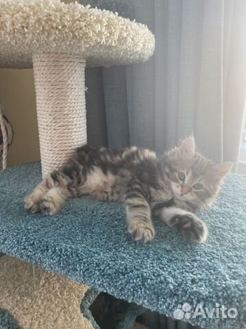Золотой котик курильского бобтейла