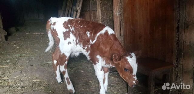 Продаётся бычок