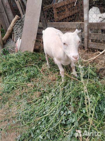 Козочка 5 месяцев ламанча