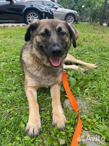 Собака в добрые руки