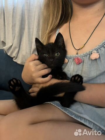 Котенок черный