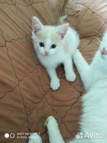 Котëнок