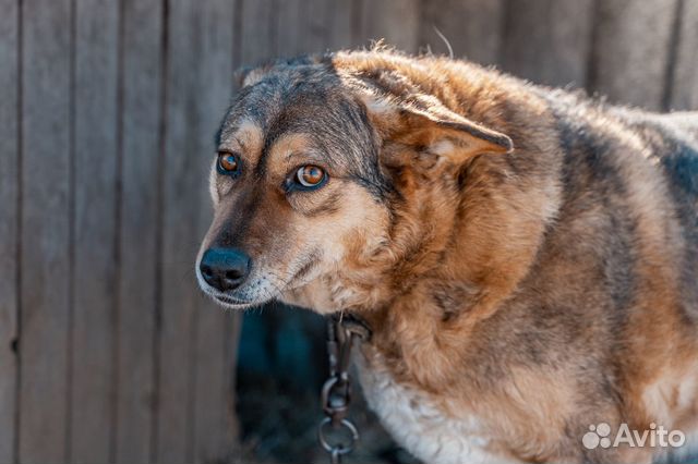 Гретта - собака на все случаи жизни