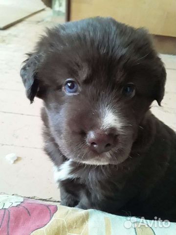 Хаск-овчарка