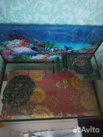 Черепаха с аквариумом