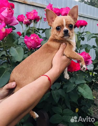 Щенки чихуахуа