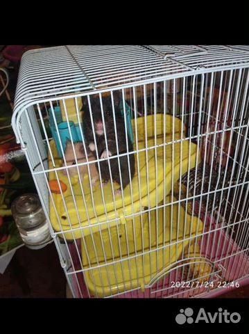 Сирийские хомячки