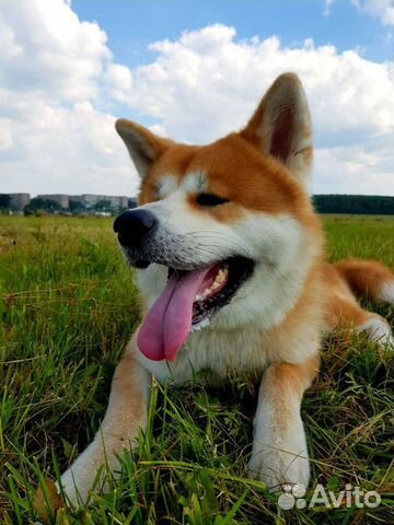 Акита ину вязка