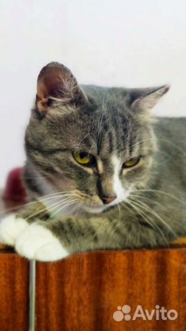 Кошка котенок