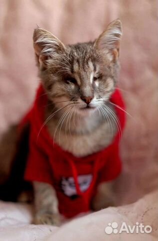 Слепой Ичи ищет добрый дом