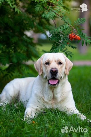 Лабрадор, вязка