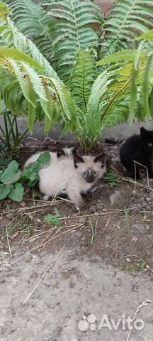 Хлрошенькие котята