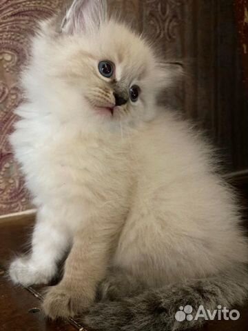 Невская маскарадная