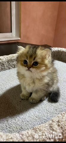 Котята британские дш тикированные