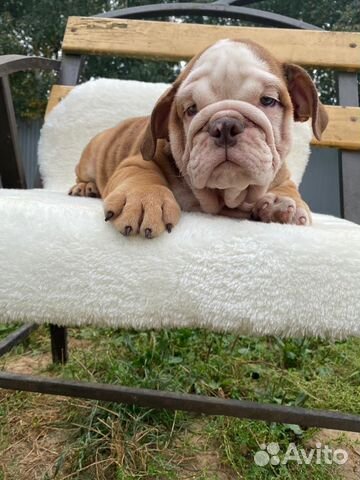 Английский бульдог мальчик