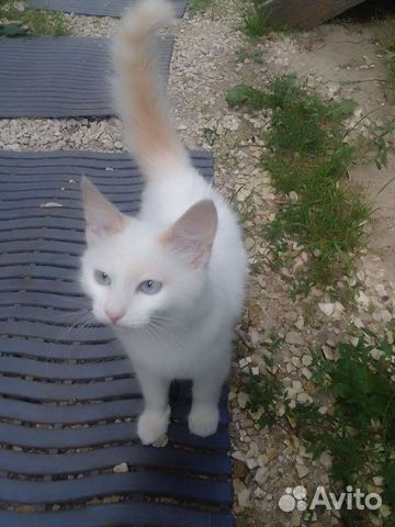 Тайский кот