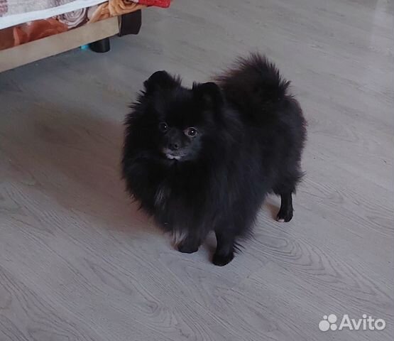 Шпиц девочка 4 года