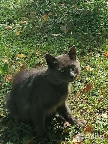 Котик нуждается в доме