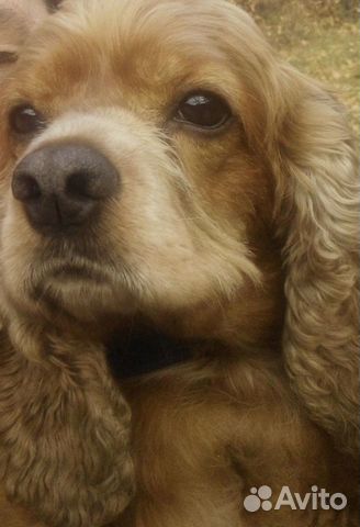 Щенки кокер спаниеля