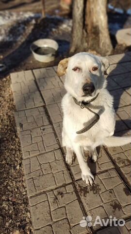 Собака Анабель в добрые руки