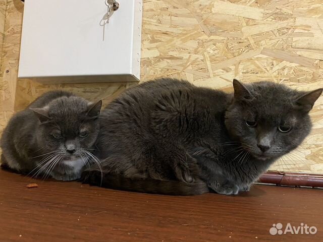 Пристраиваются два клевых кота