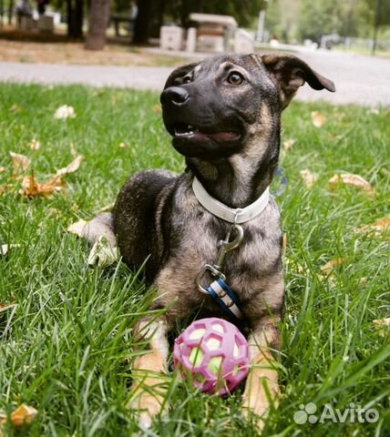 Щенок 4.5 мес, умный