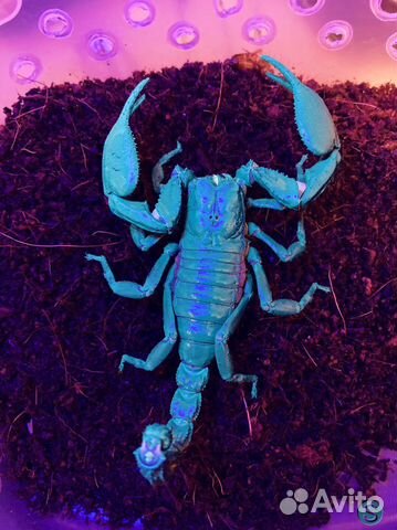 Группа скорпионов Гетерометрус Цианеус