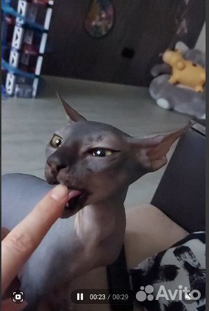 Кошки в добрые руки породистые