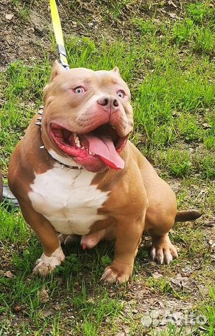 Американский булли покет вязка