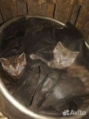 Котята в добрые руки