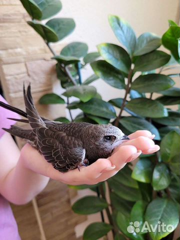 Стриж птица