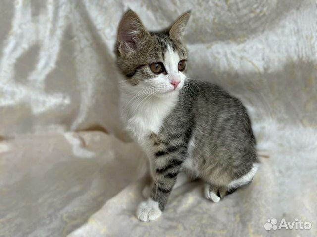 Котенок помесь шотландская в добрые руки
