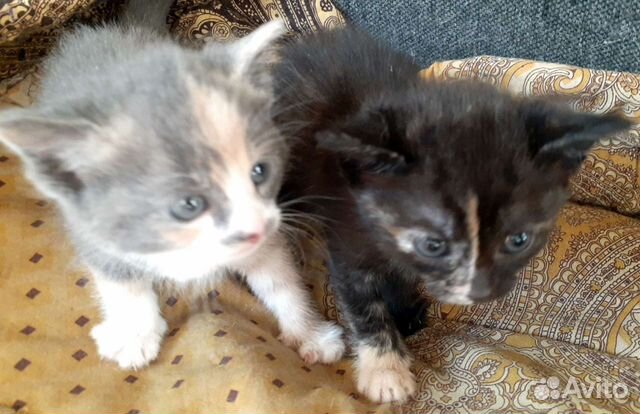 Котята в добрые руки 1р