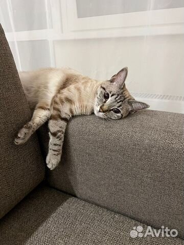 Кошка